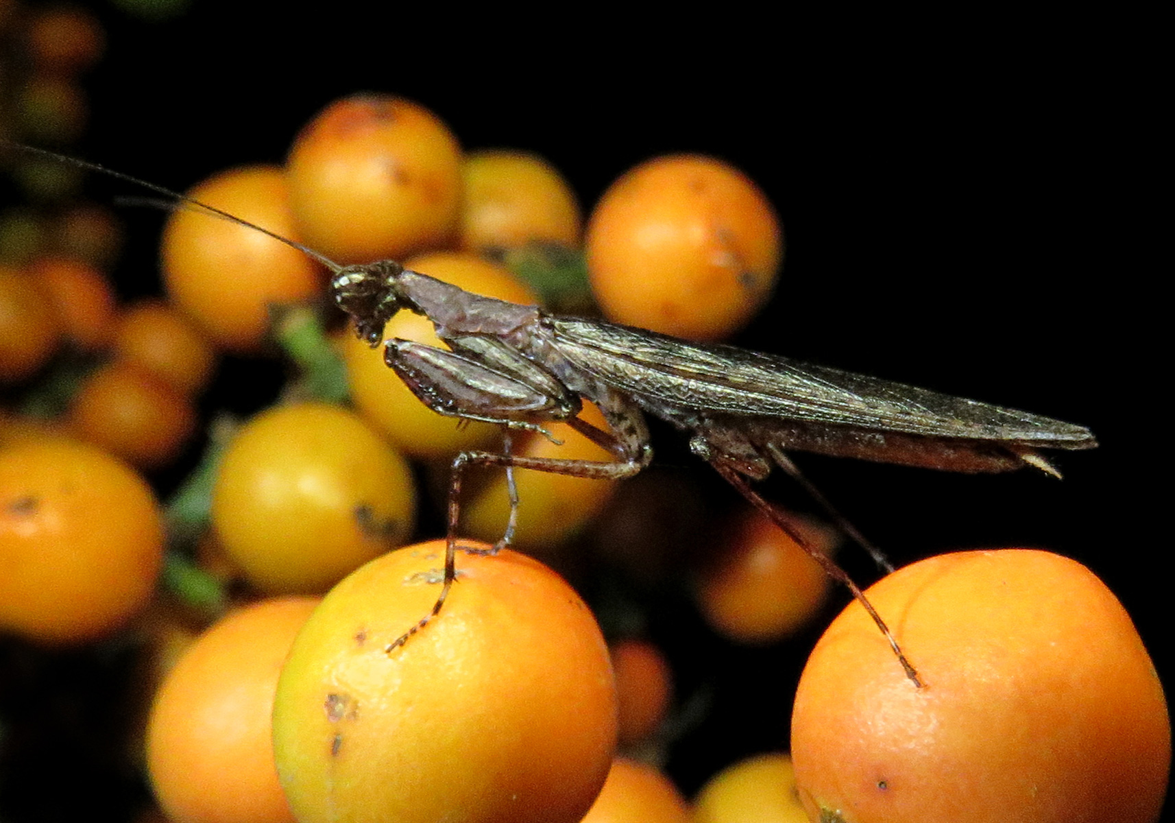 Gonypetid Mantis (Family Gonypetidae) - Bali Wildlife