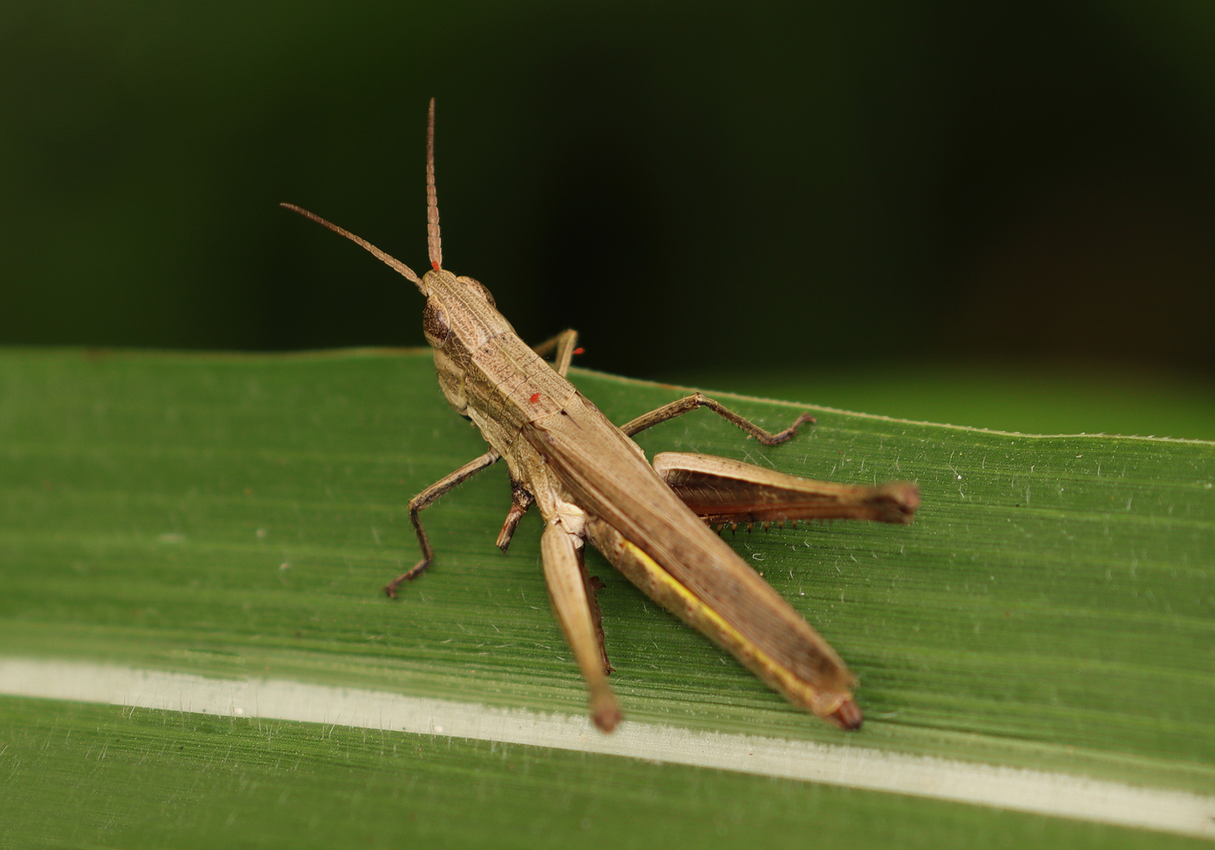 Silent Slant-Faced Grasshopper (Family Acrididae) - Bali Wildlife