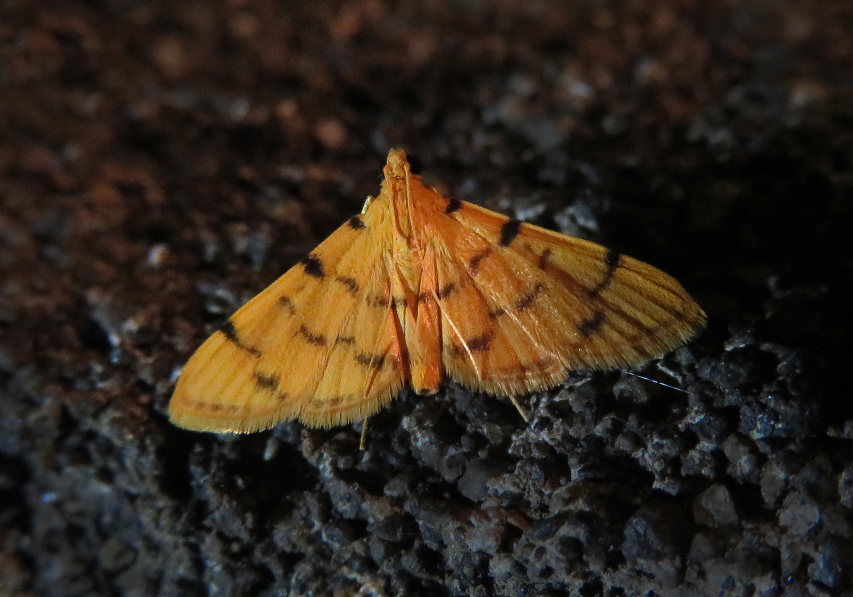 Pearl Moth (Family Crambidae) - Bali Wildlife