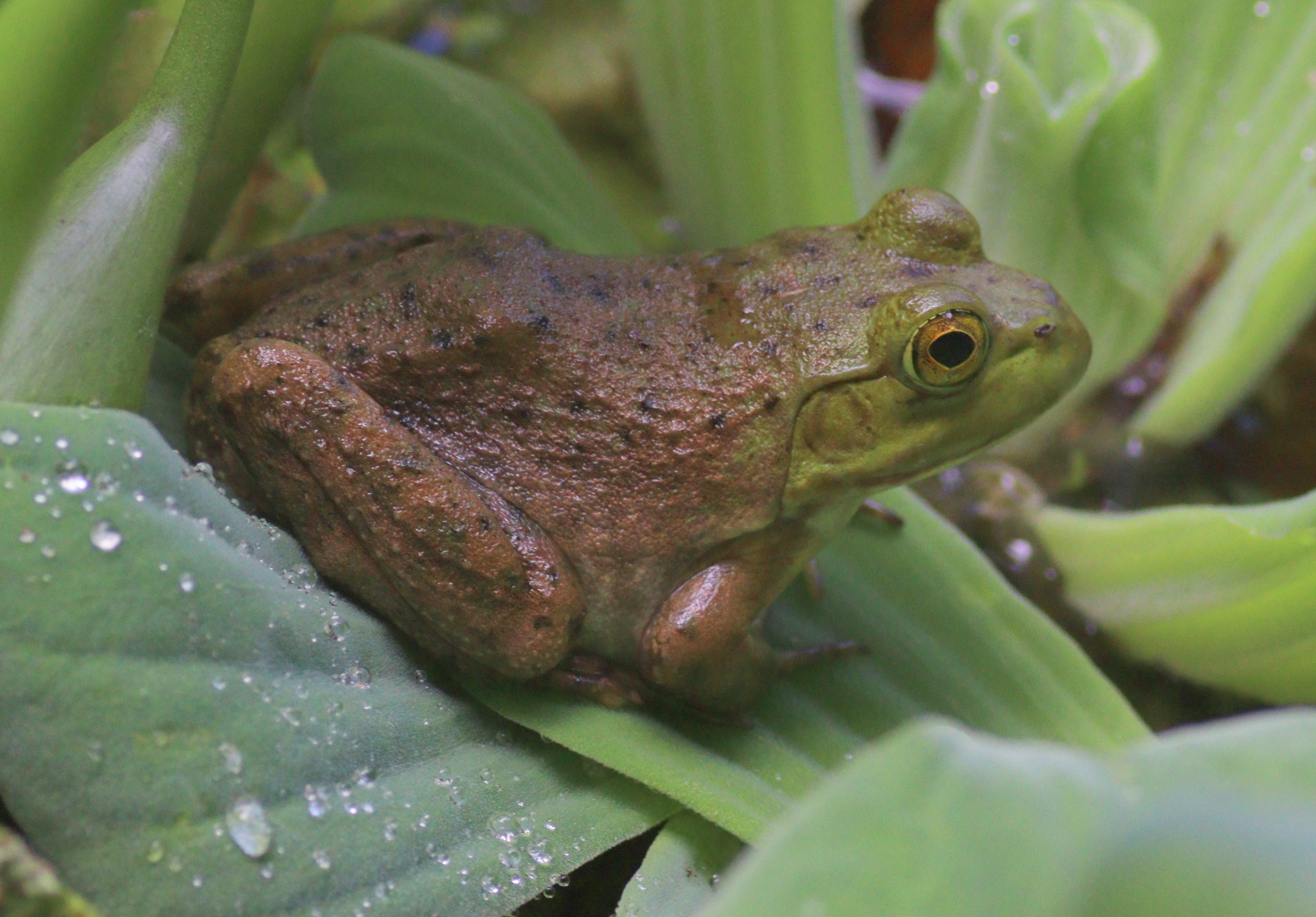American Bullfrog (Lithobates catesbeianus) - Bali Wildlife