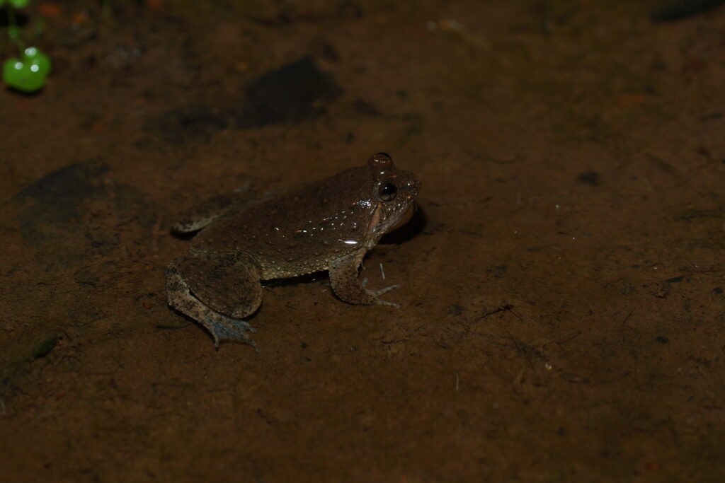 Green Puddle Frog (Occidozyga lima) - Bali Wildlife