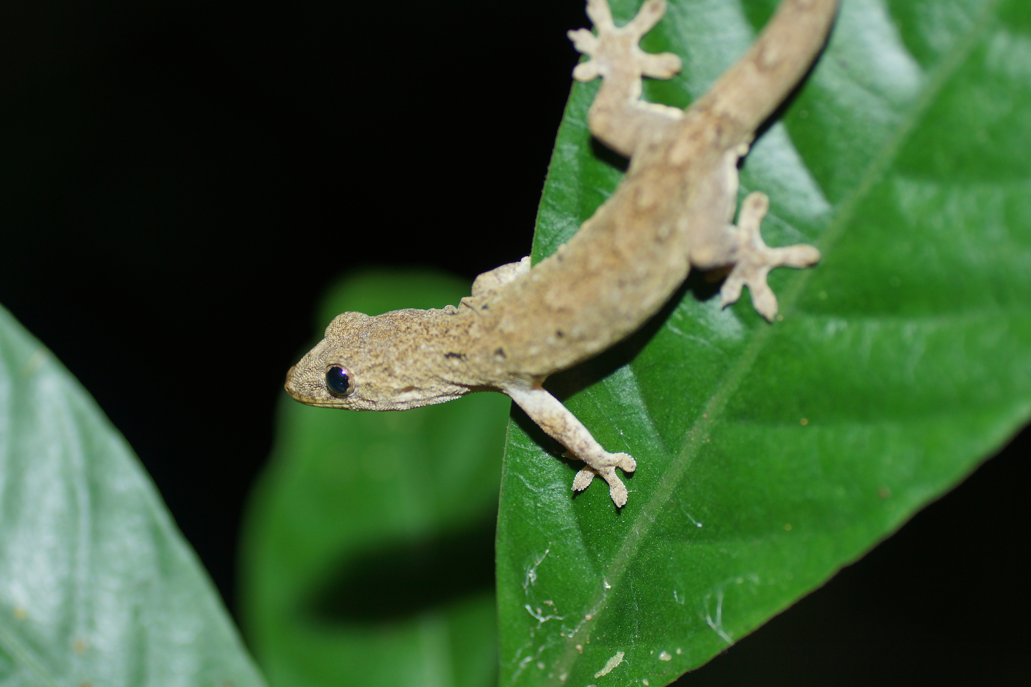 Lombok Scaly-toed Gecko (Lepidodactylus lombocensis) - Bali Wildlife