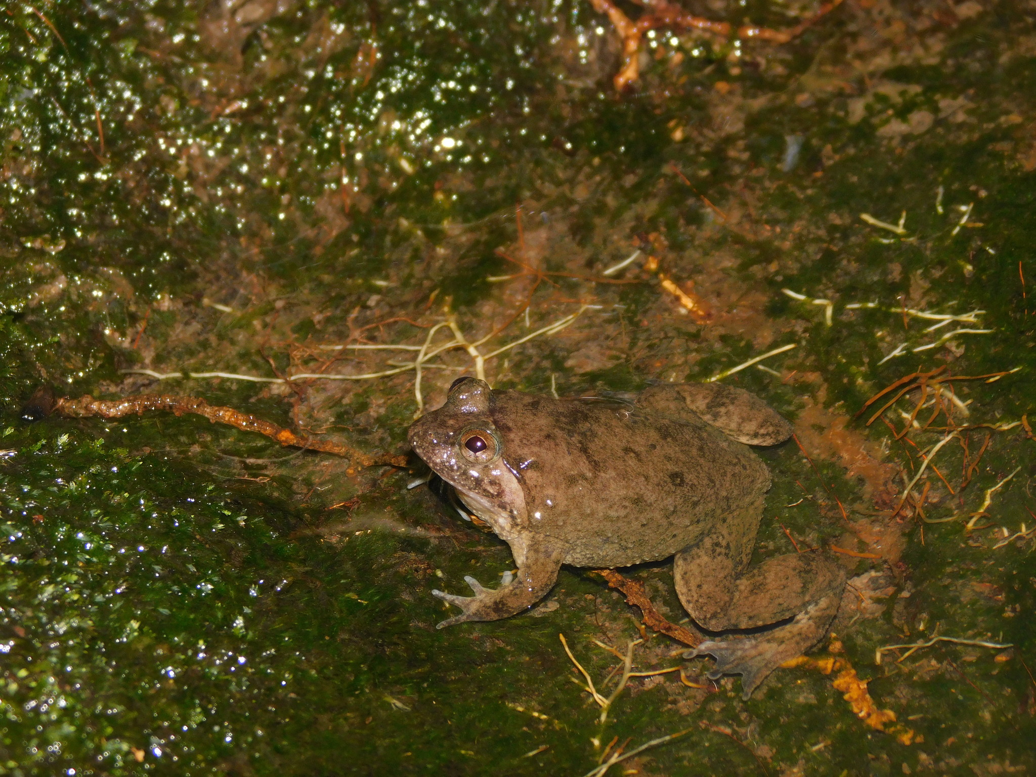 Sumatran Puddle Frog (Occidozyga sumatrana) - Bali Wildlife