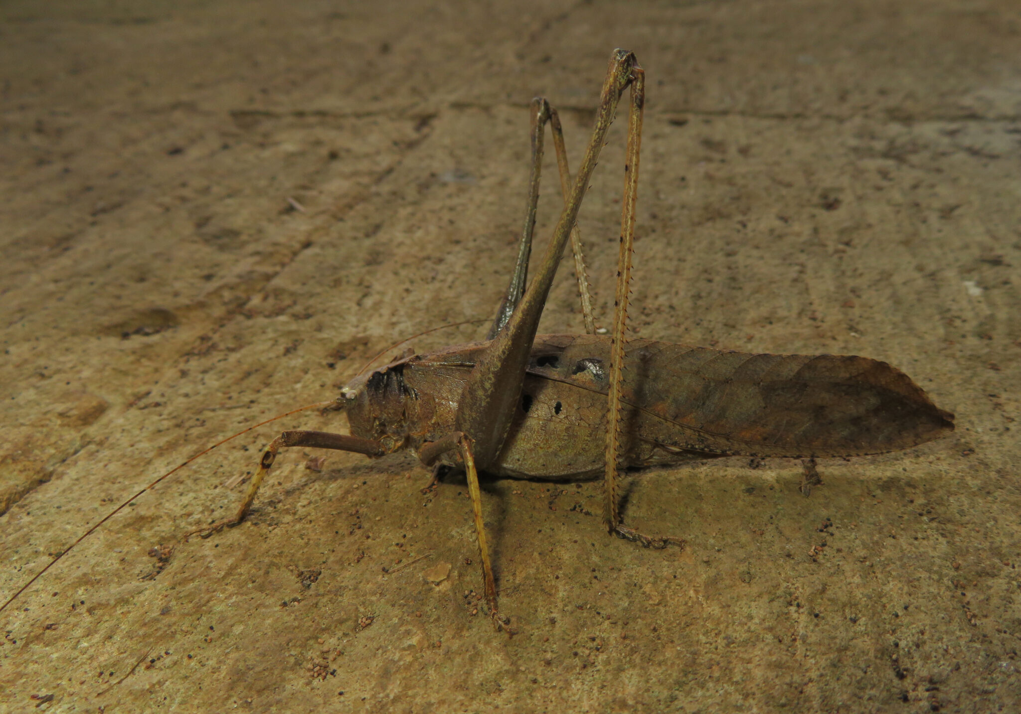 Katydids (Family Tettigoniidae) – Bali Wildlife