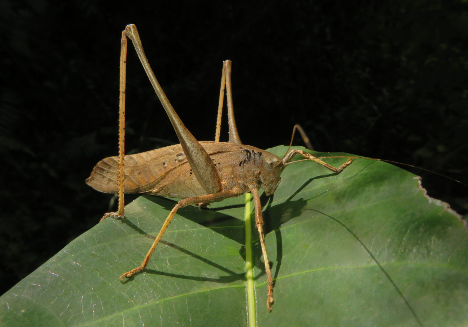 Katydids (Family Tettigoniidae) – Bali Wildlife