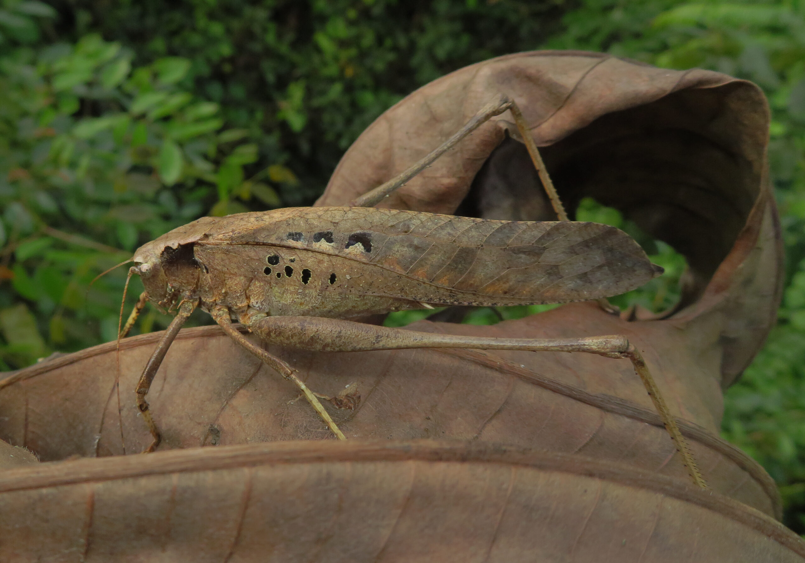 Winged and Once-winged Insects (Subclass Pterygota) - Bali Wildlife