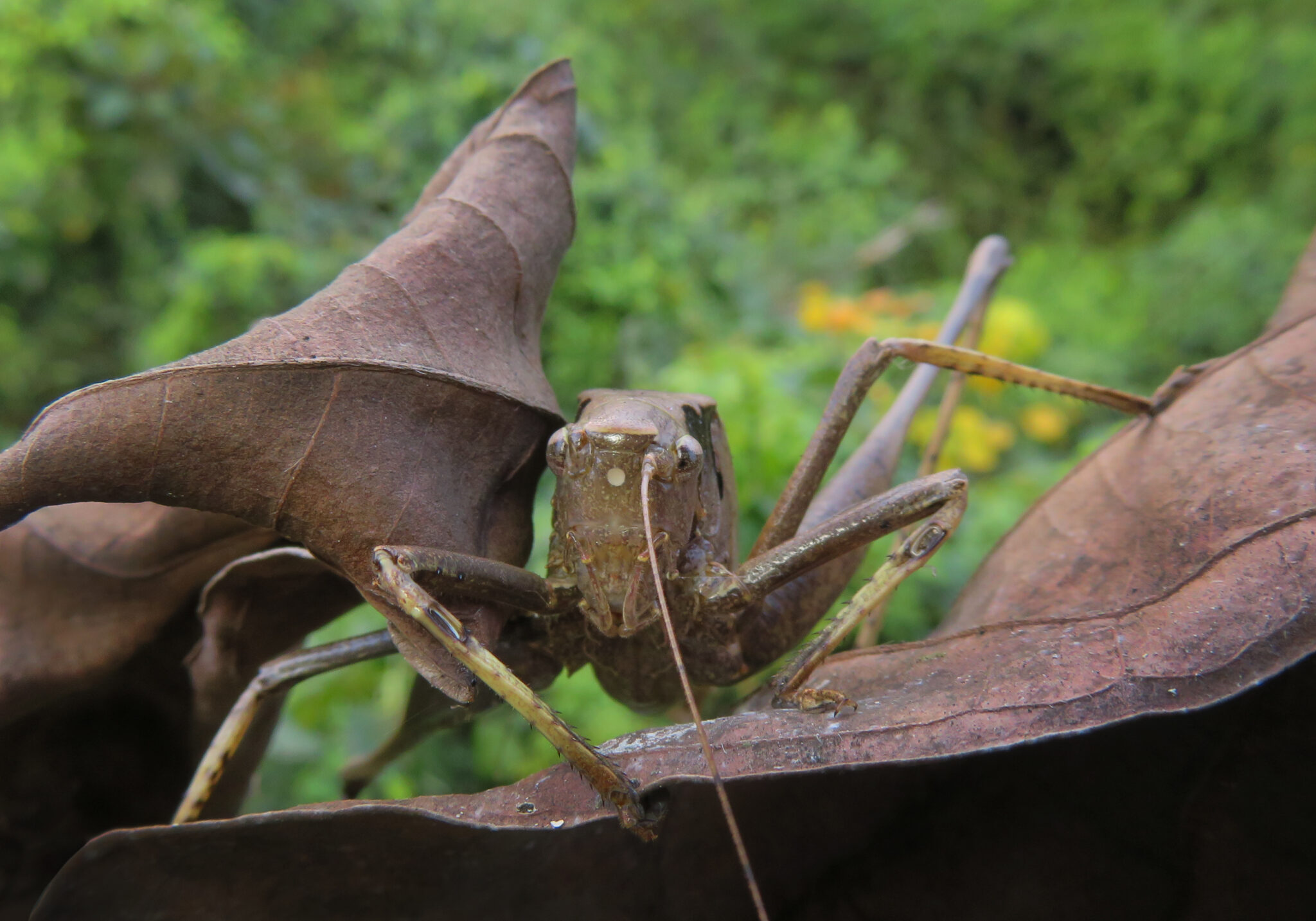 Katydids (Family Tettigoniidae) – Bali Wildlife