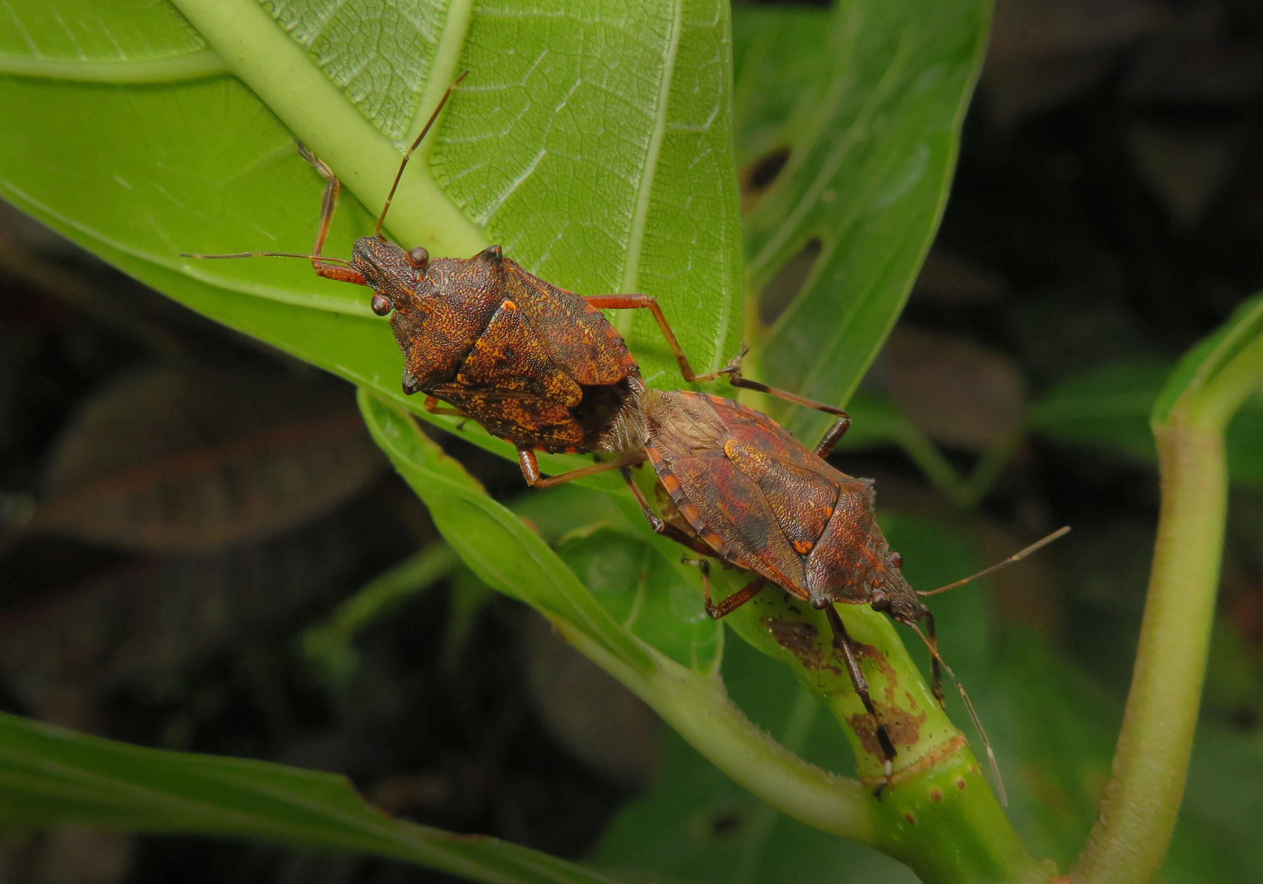 Stink Bugs (Family Pentatomidae) - Bali Wildlife