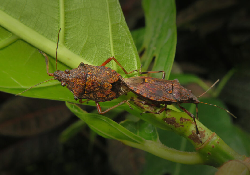 Stink Bugs (Family Pentatomidae) – Bali Wildlife