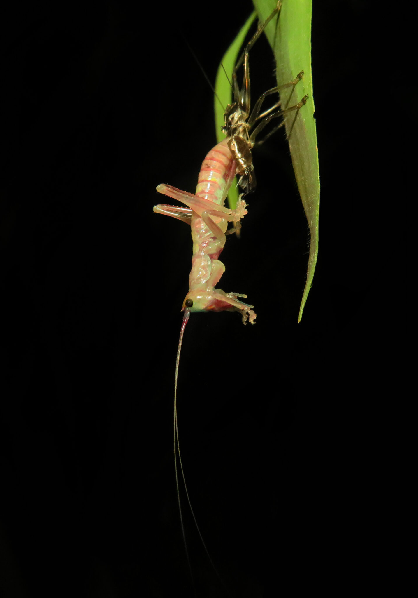 Katydids, Crickets, and Allies (Suborder Ensifera) – Bali Wildlife