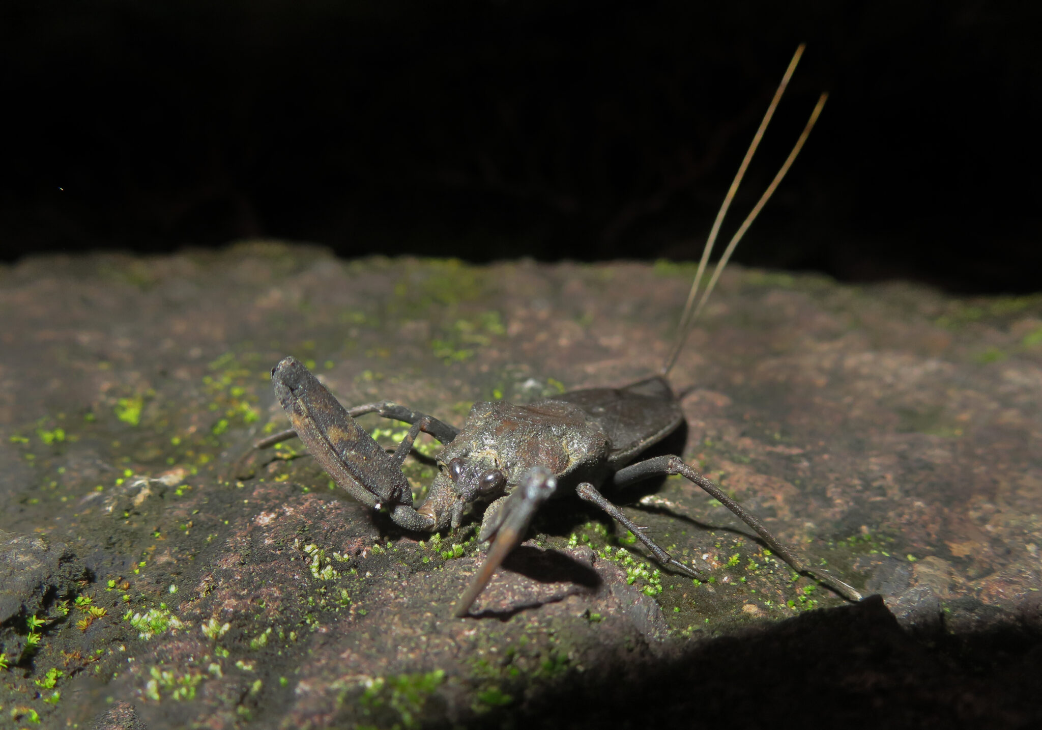 Water Bugs (Infraorder Nepomorpha) – Bali Wildlife