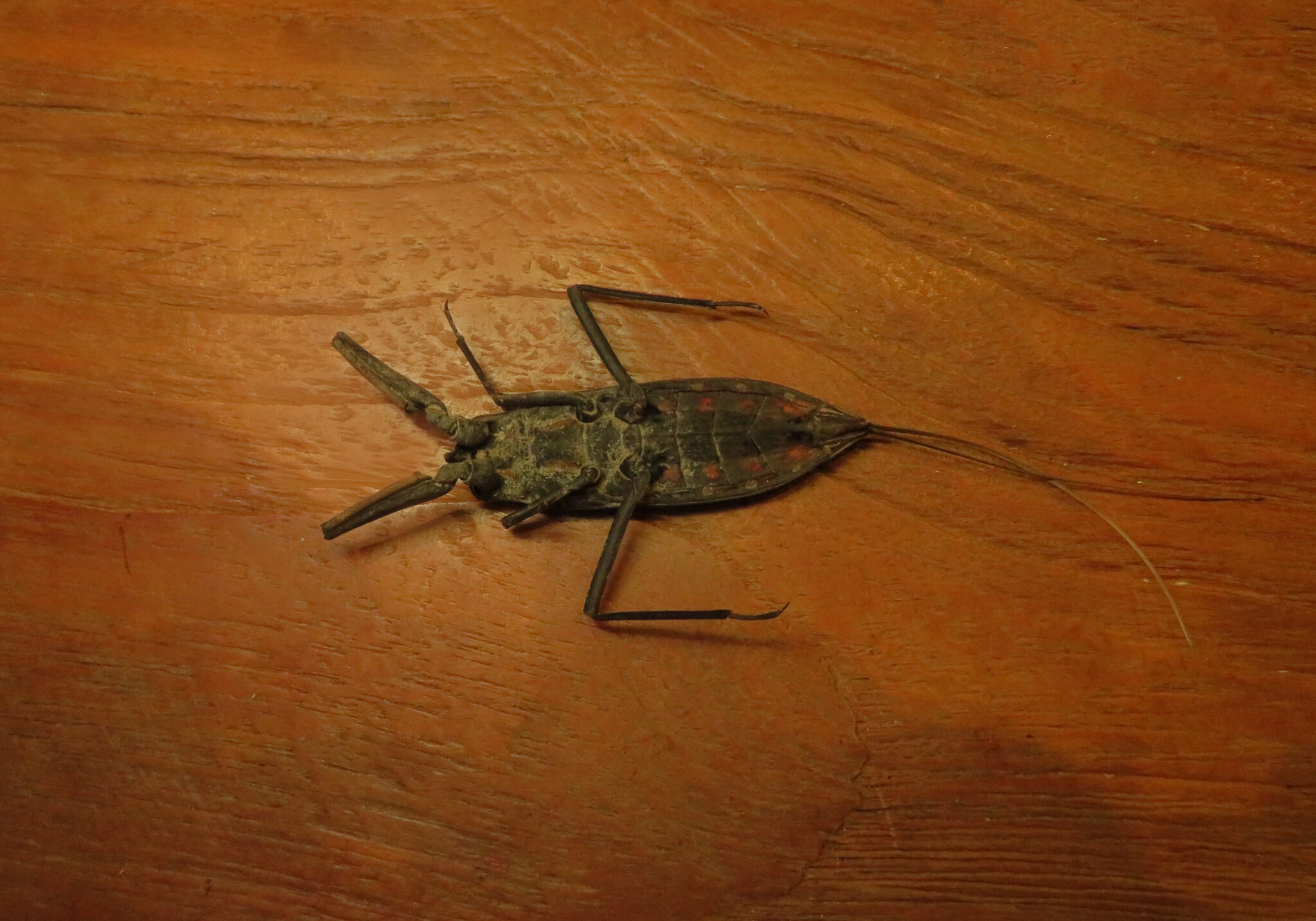 Water Bugs (Infraorder Nepomorpha) – Bali Wildlife