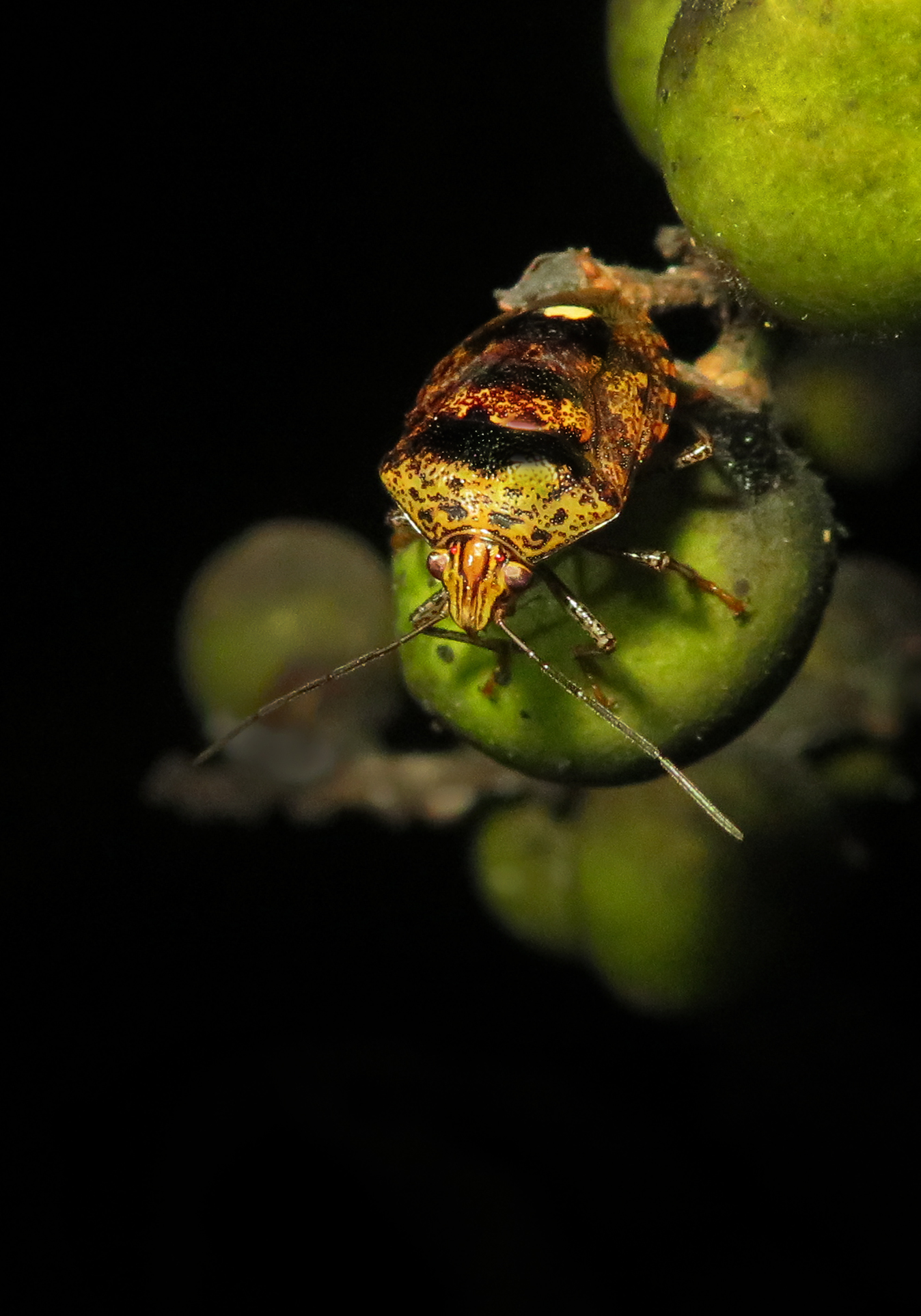 Stink Bugs (Family Pentatomidae) - Bali Wildlife