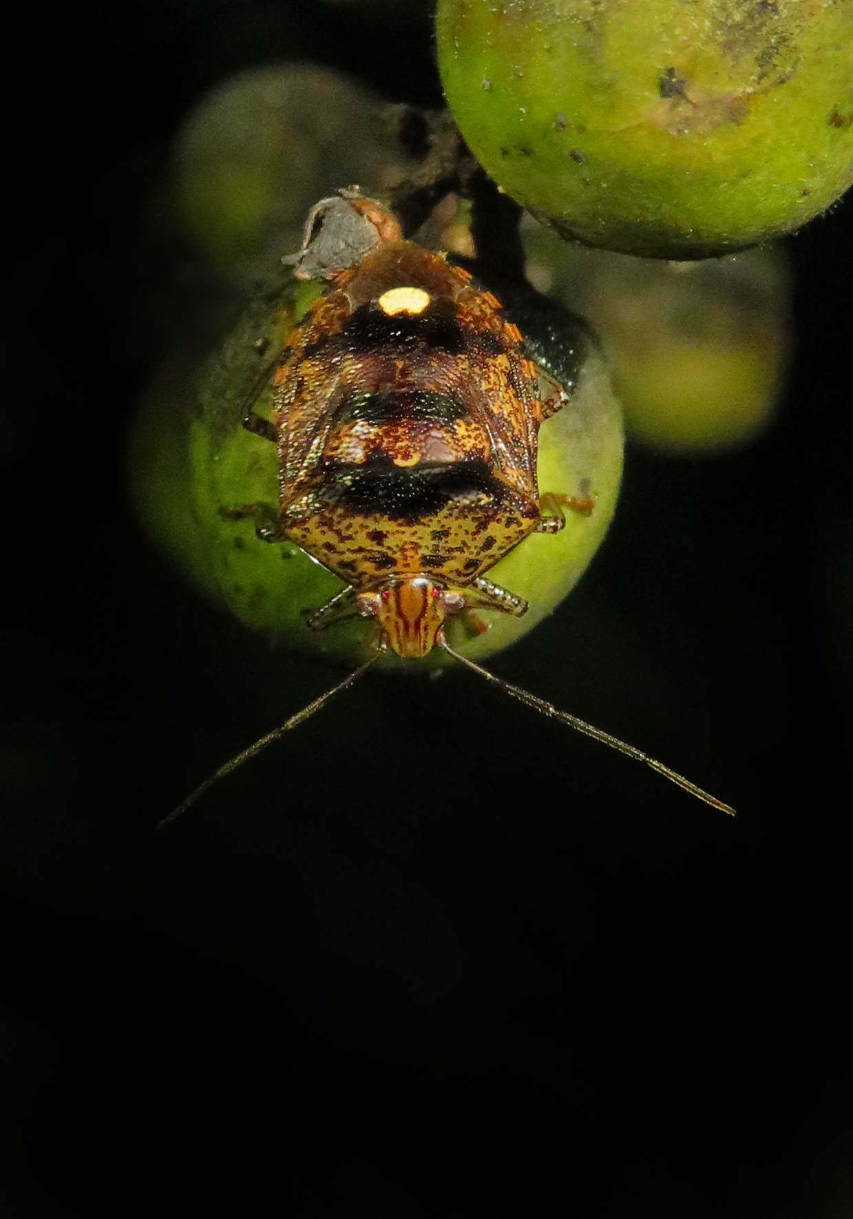 Stink Bugs (Family Pentatomidae) - Bali Wildlife