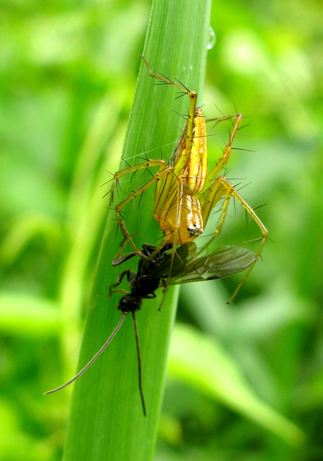 Lynx Spiders (Family Oxyopidae) – Bali Wildlife