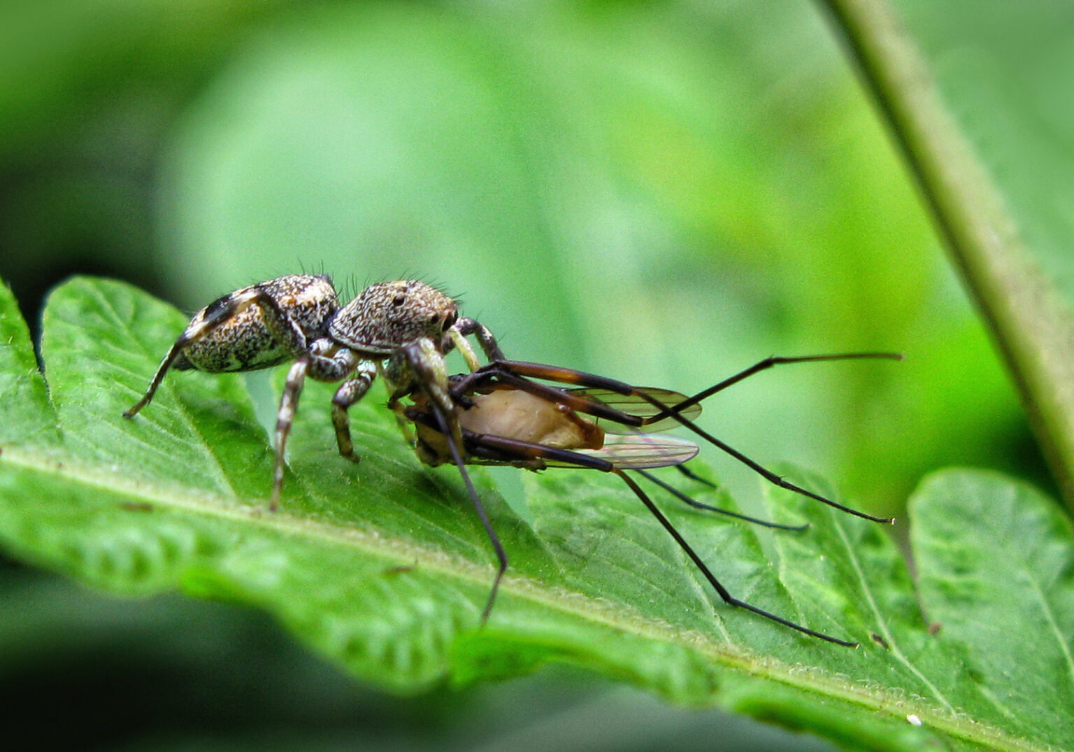 Iridescent Jumping Spiders (Genus Cosmophasis) – Bali Wildlife