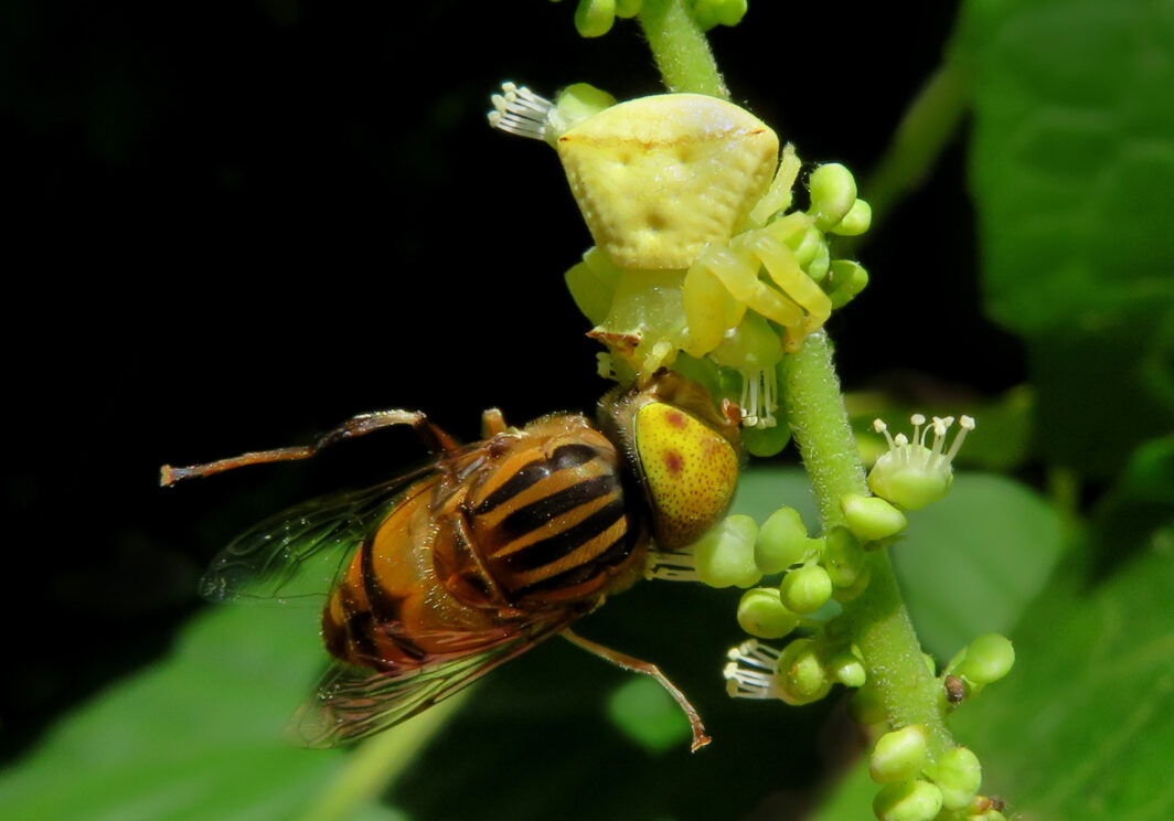 Flower Crab Spiders (Genus Thomisus) – Bali Wildlife