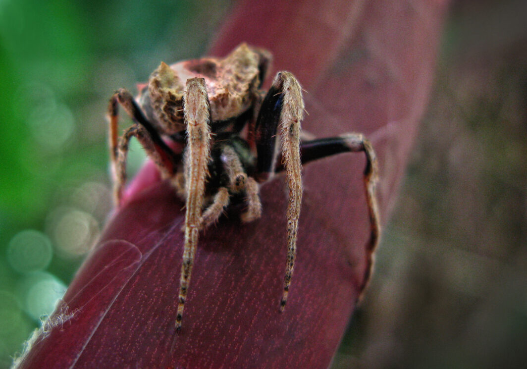 Twig Spiders (Genus Poltys) – Bali Wildlife
