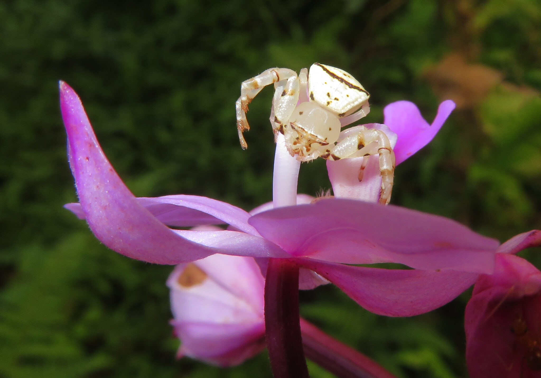 Flower Crab Spiders (Genus Thomisus) – Bali Wildlife