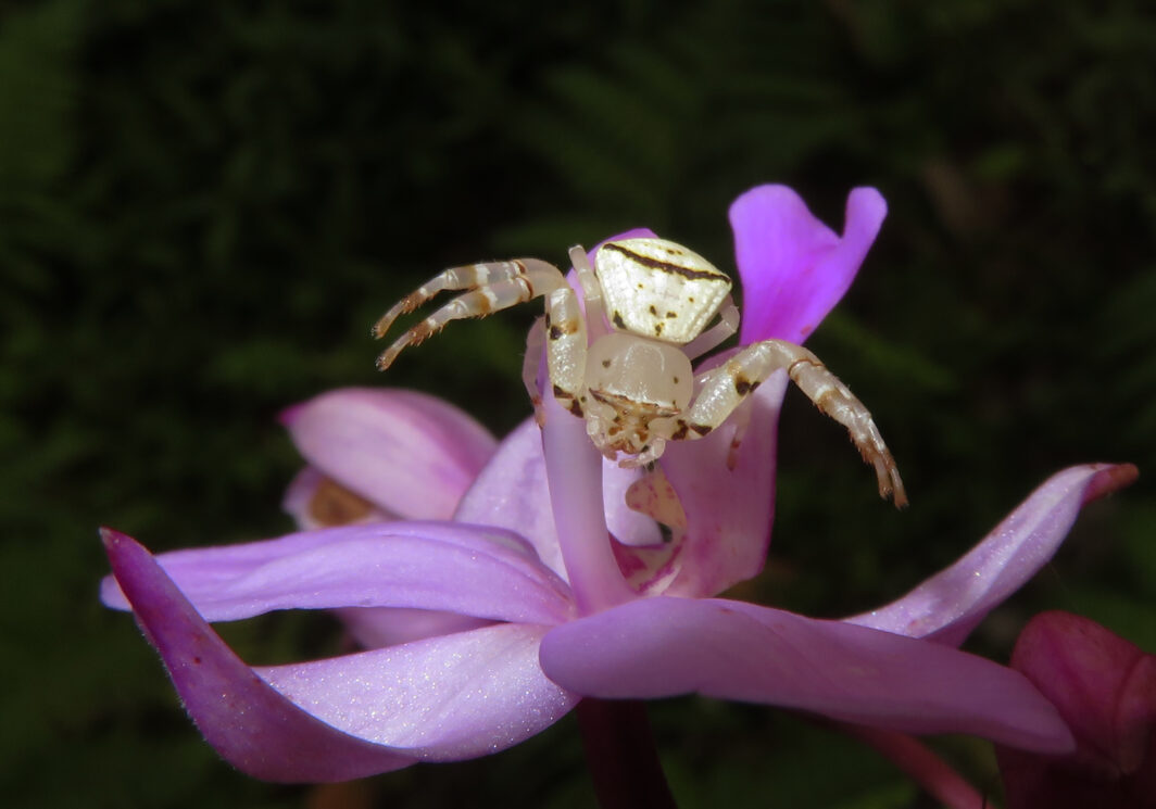 Flower Crab Spiders (Genus Thomisus) – Bali Wildlife