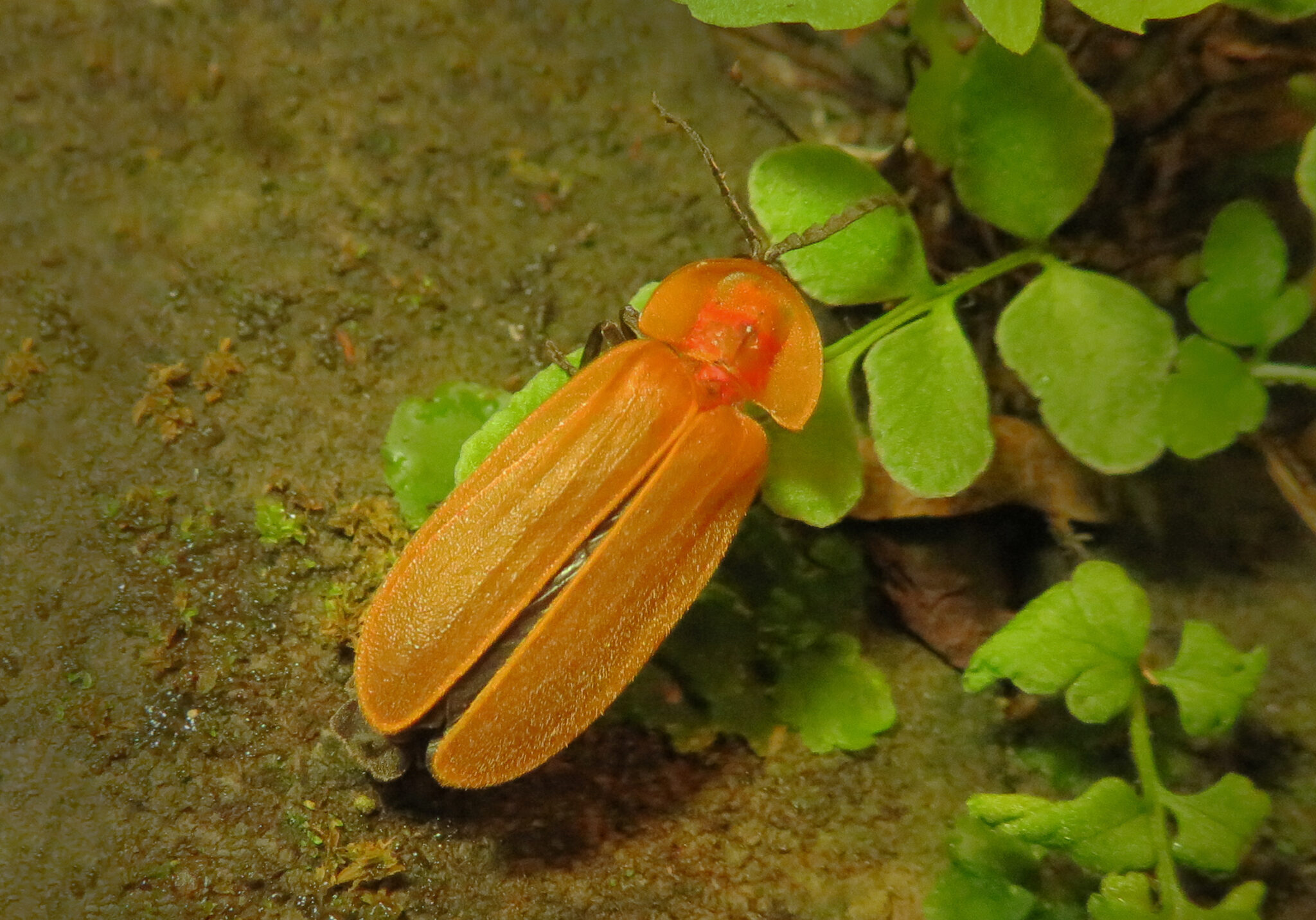 Fireflies (Family Lampyridae) – Bali Wildlife