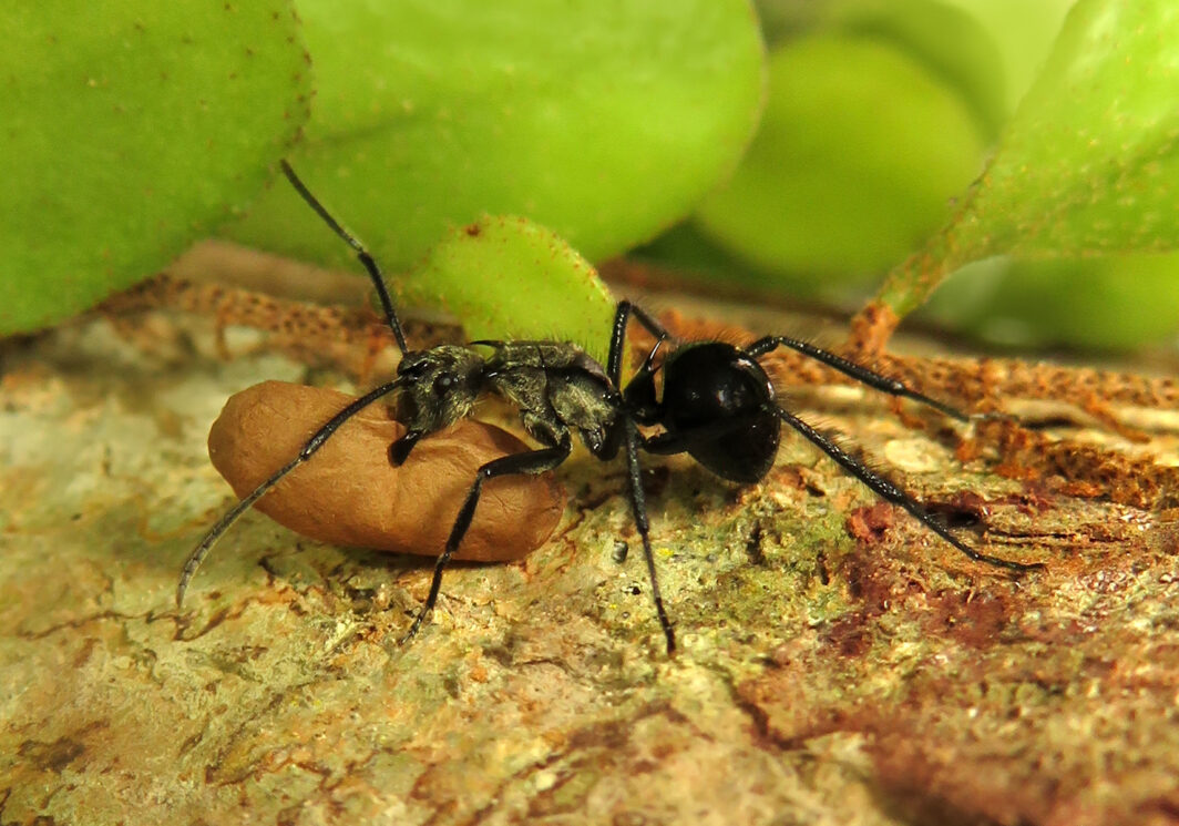 Formicine Ants (Subfamily Formicinae) – Bali Wildlife