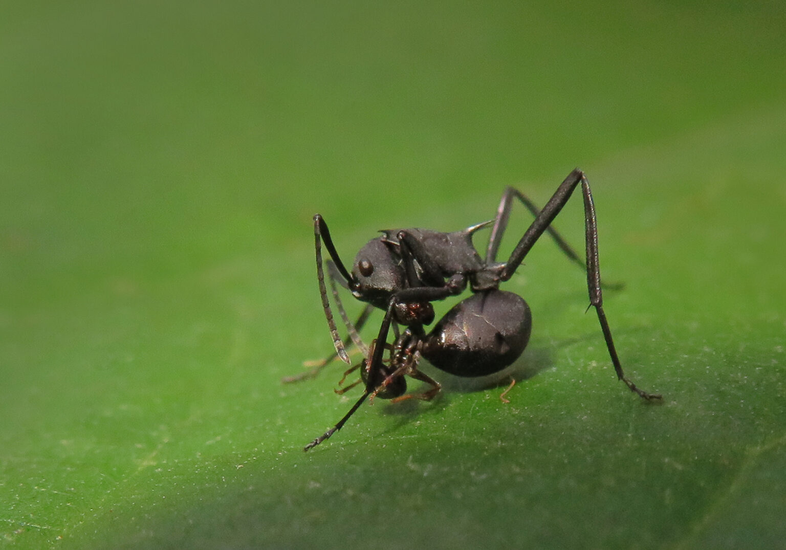 Formicine Ants (Subfamily Formicinae) – Bali Wildlife